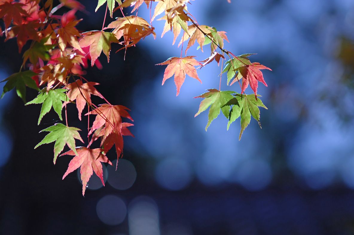 Batch resize photos using ImageMagick – IT Handyman